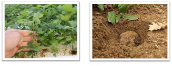 Mycorrhized Truffle Plants | I sapori della collina di Torino